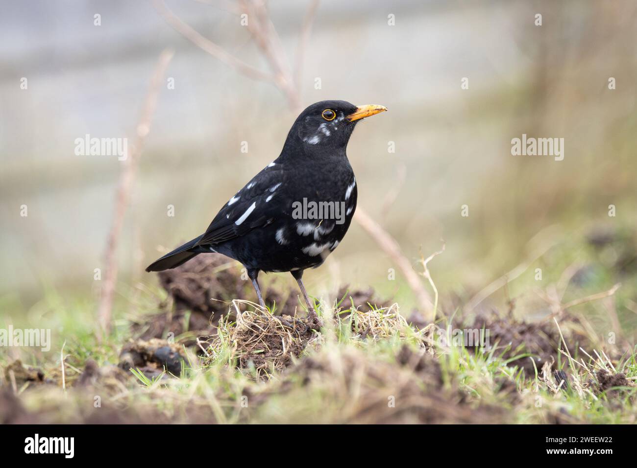 Leucistic bird hi-res stock photography and images - Alamy