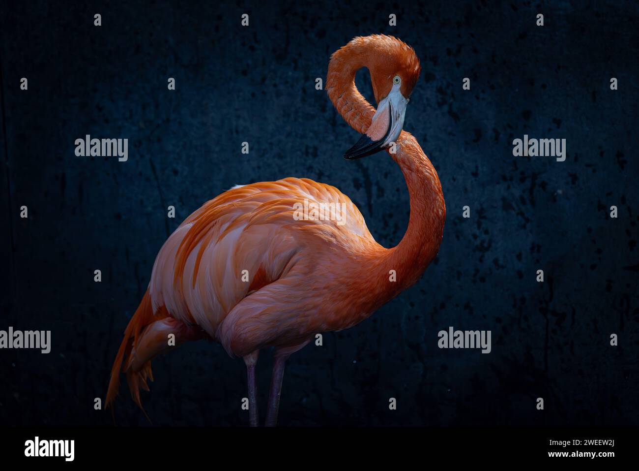 Portrait of a captive Caribbean Flamingo taken at a wildfowl and ...