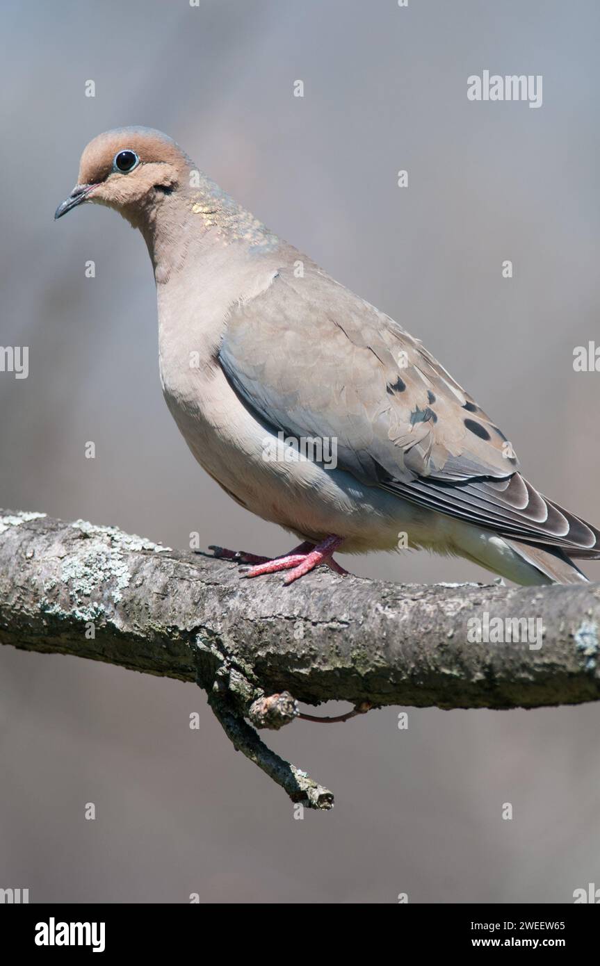 Mourning dove photography hi-res stock photography and images - Alamy