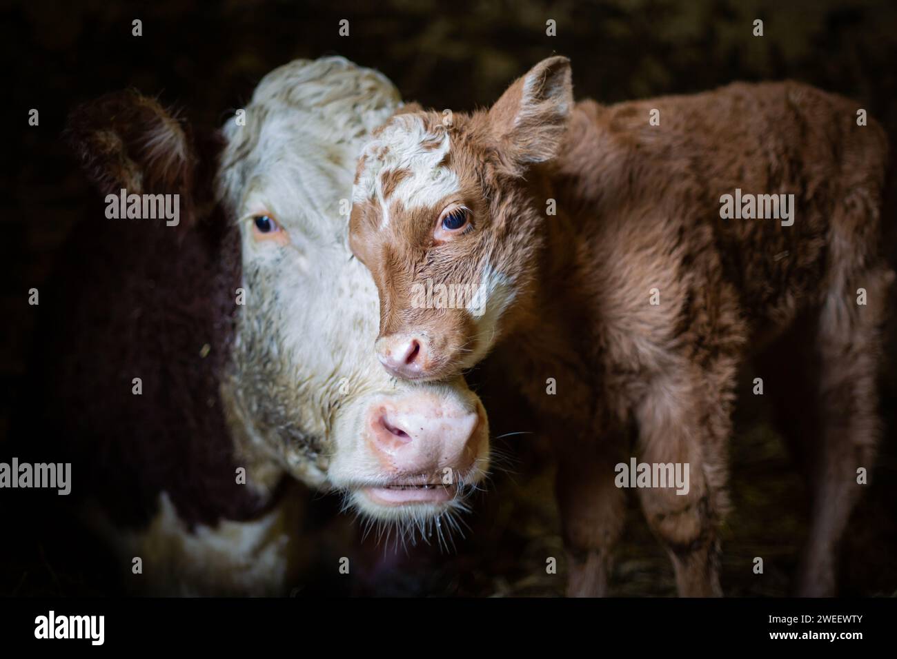 Cow and calf photographed on my grandparents farm. A moment where the ...