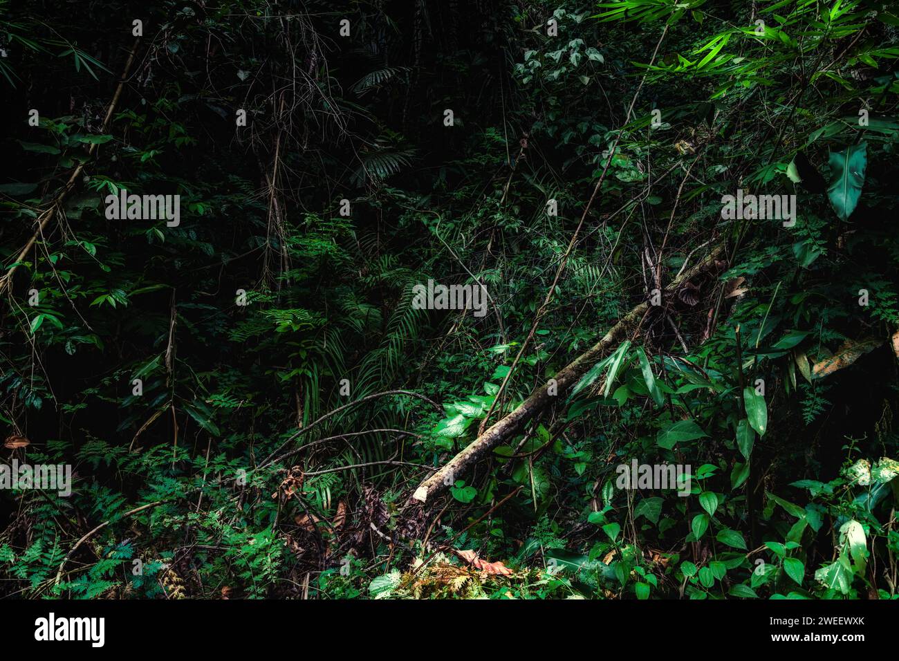 Green leaves background. Lush thickets of these shade-loving plants in ...