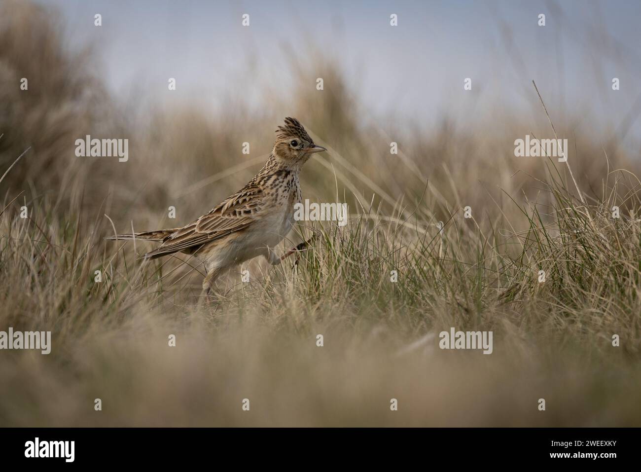 Skylark bird on a mountain in Wales. Skylark is almost camouflaged ...