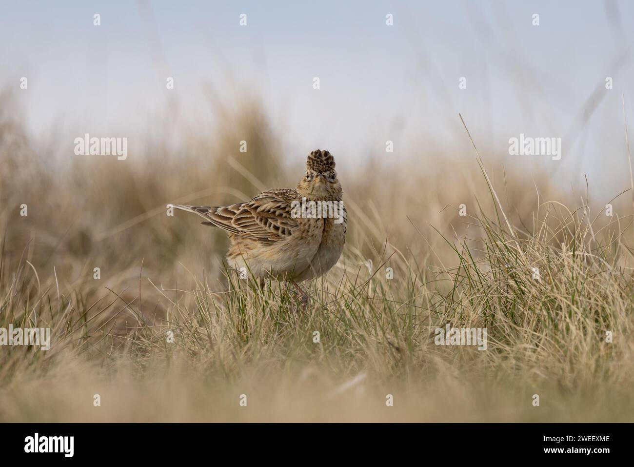 Skylark bird hi-res stock photography and images - Alamy