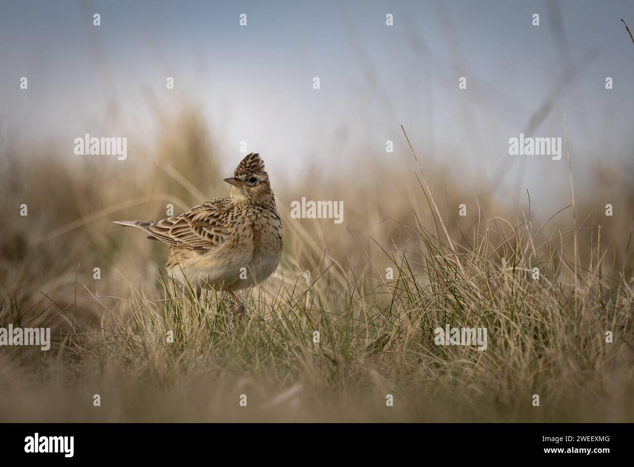 Skylark bird hi-res stock photography and images - Alamy