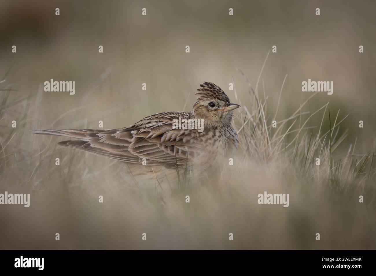 Skylark bird hi-res stock photography and images - Alamy