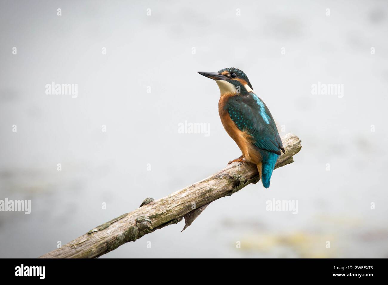 Brightly coloured Kingfisher bird perched on a branch. depth of field ...