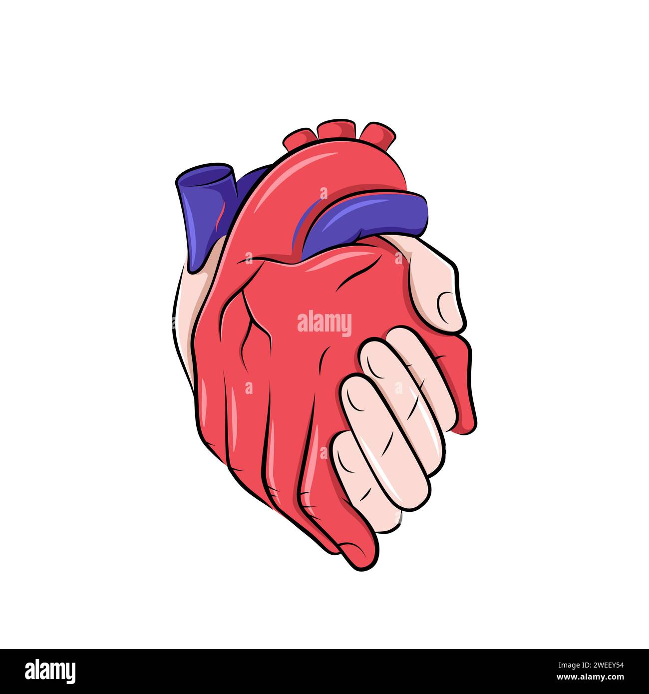 Hands in a shape of a realistic human heart, love concept illustration ...
