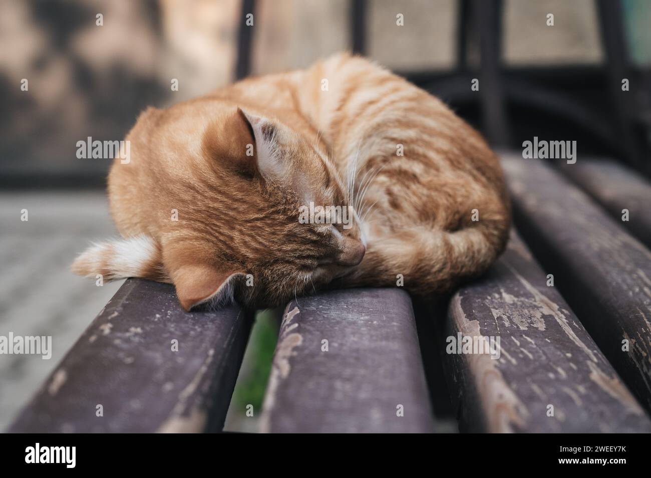 Lonely homeless cat sleeps on hi-res stock photography and images - Alamy