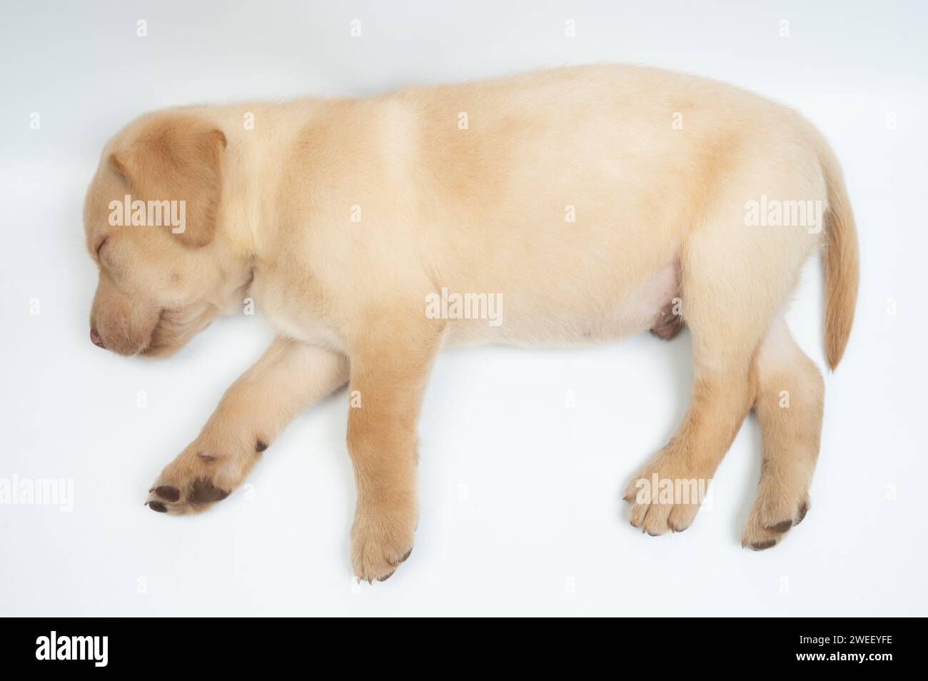 Sleeping labrador cub above view isolated on studio background Stock ...