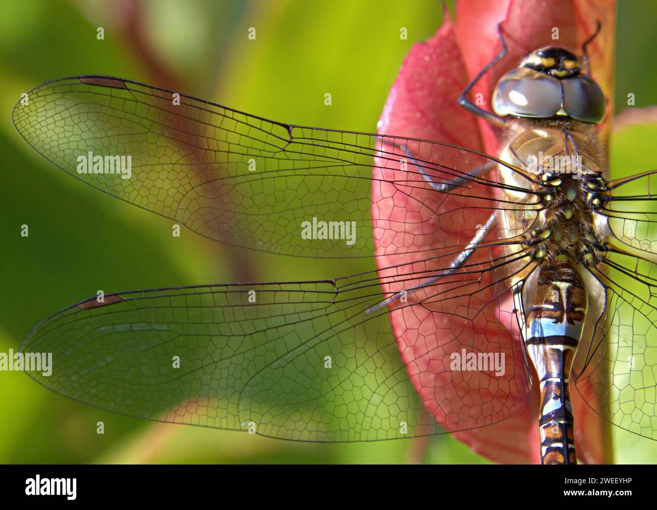 Close Up Of The Left Pair Of Wings Of A Perching Emperor Dragonfly ...