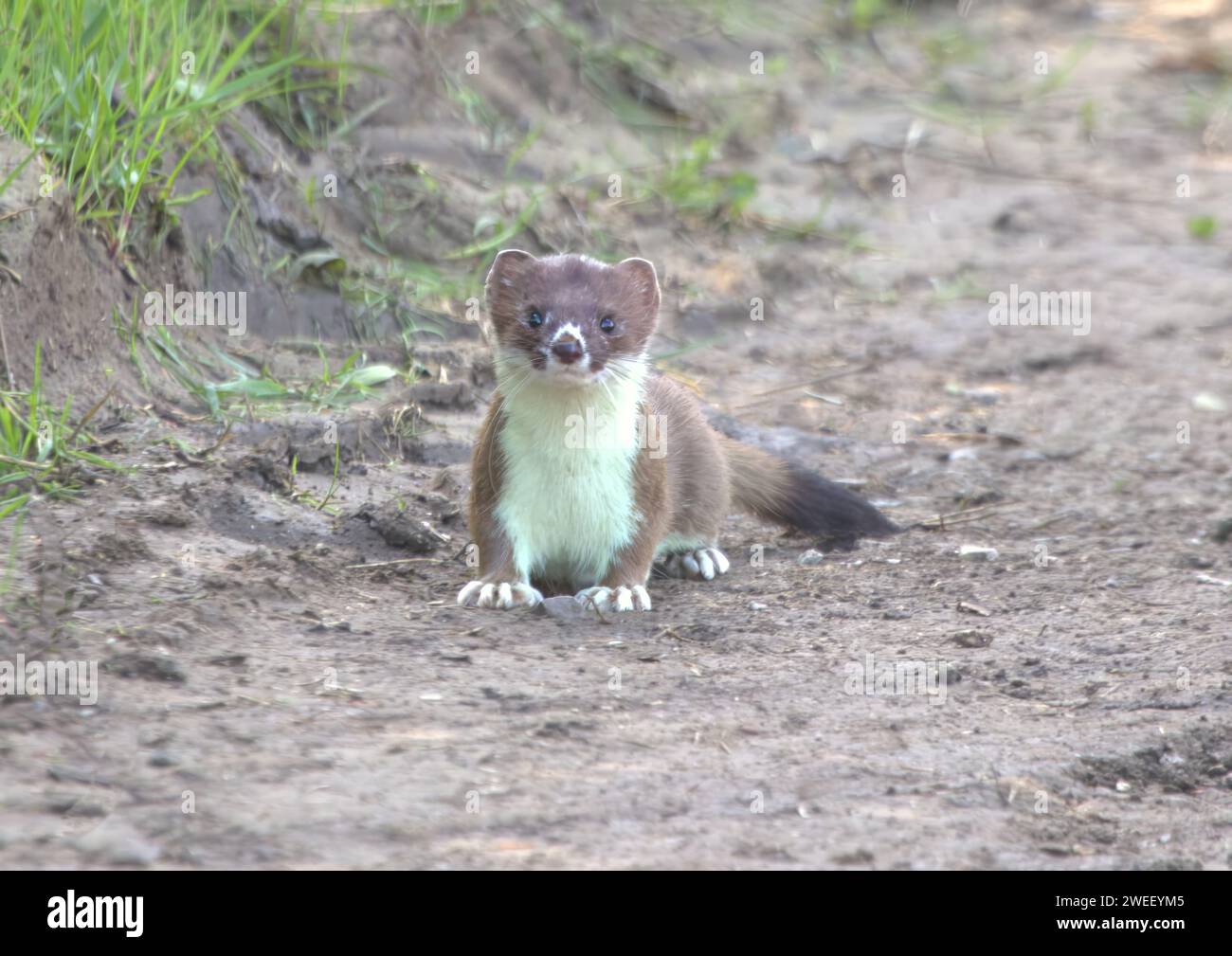 Stoat In A Path Stock Photo - Alamy