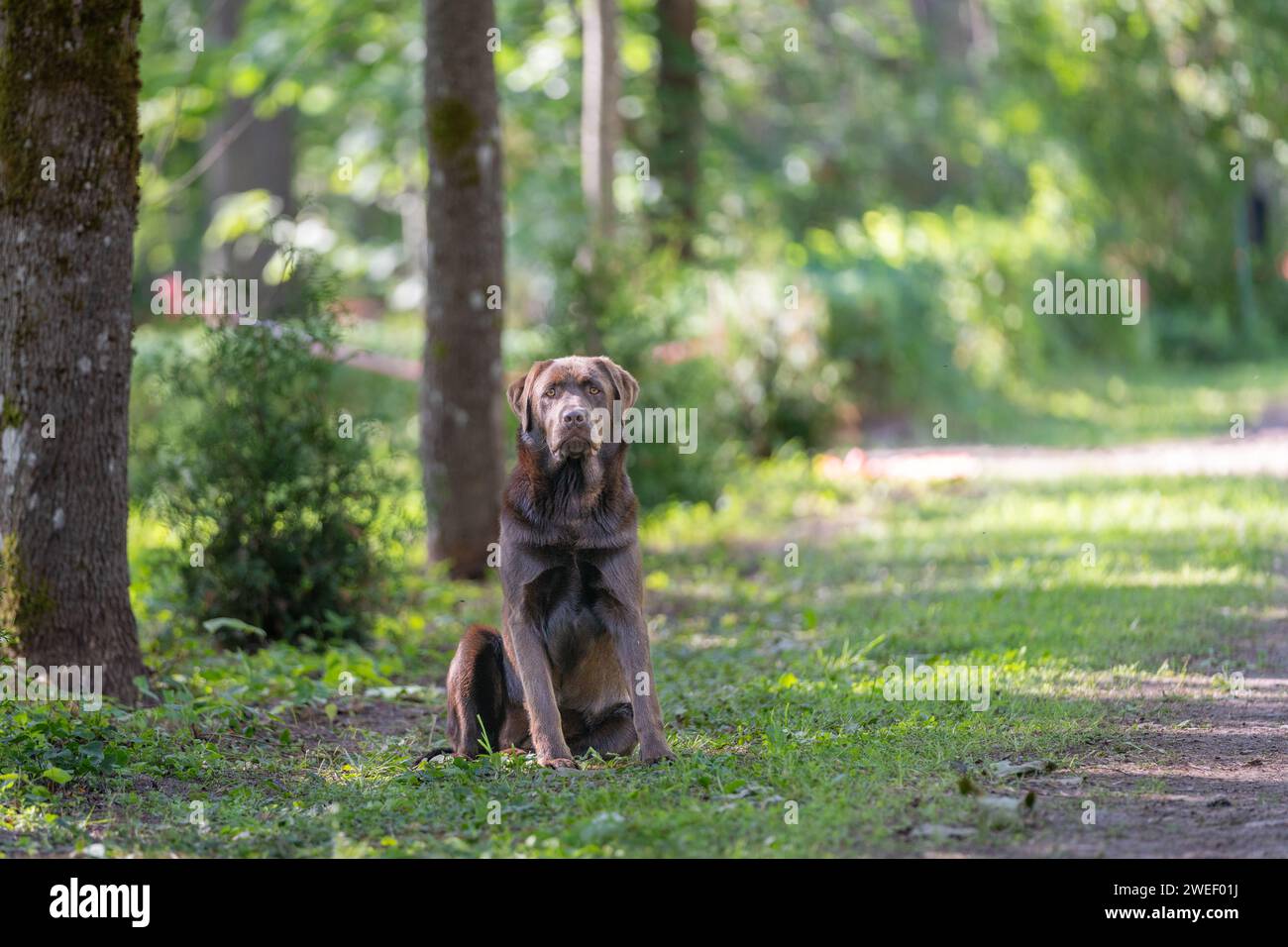Side view of full body chocolate labrador retriever sitting and looking ...