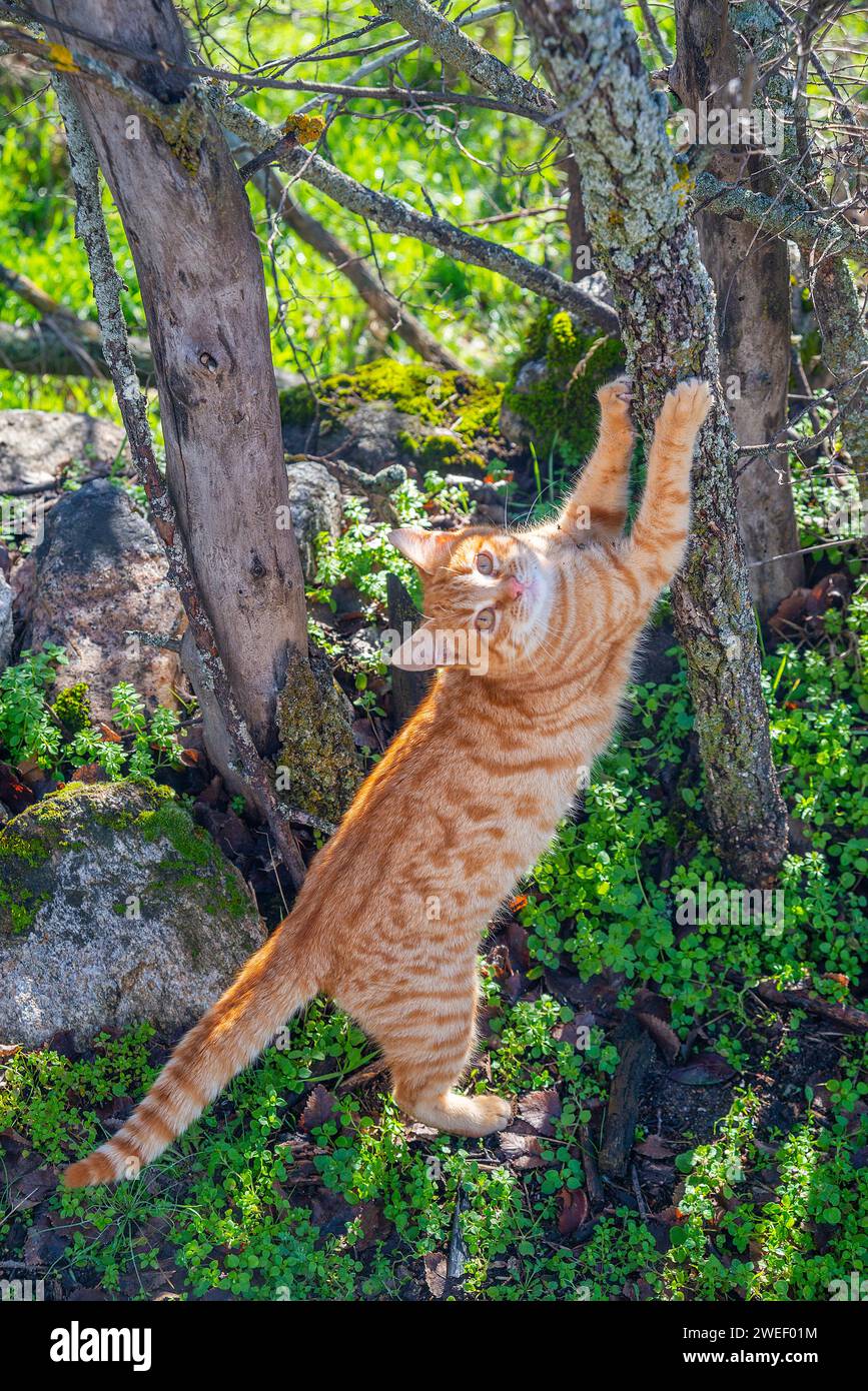 Outdoor scratching tree hi-res stock photography and images - Alamy