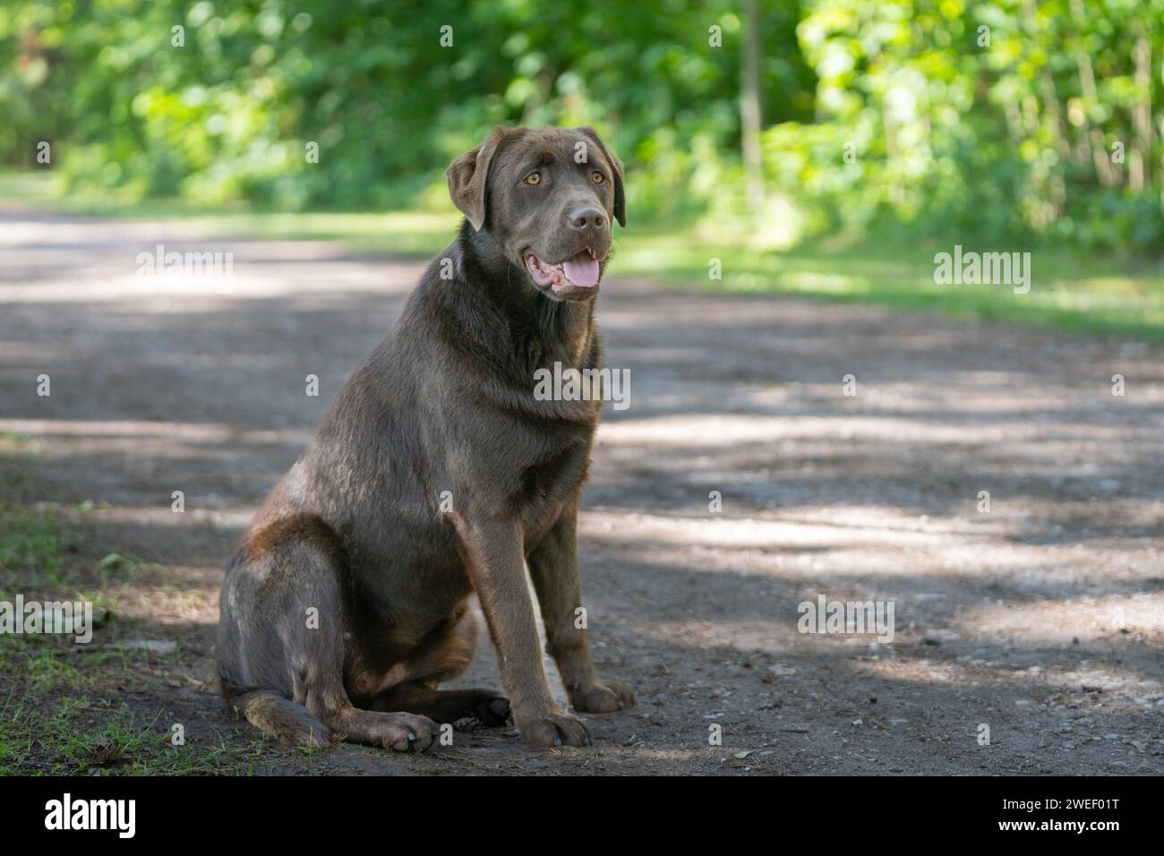 Side view of full body chocolate labrador retriever sitting and looking ...
