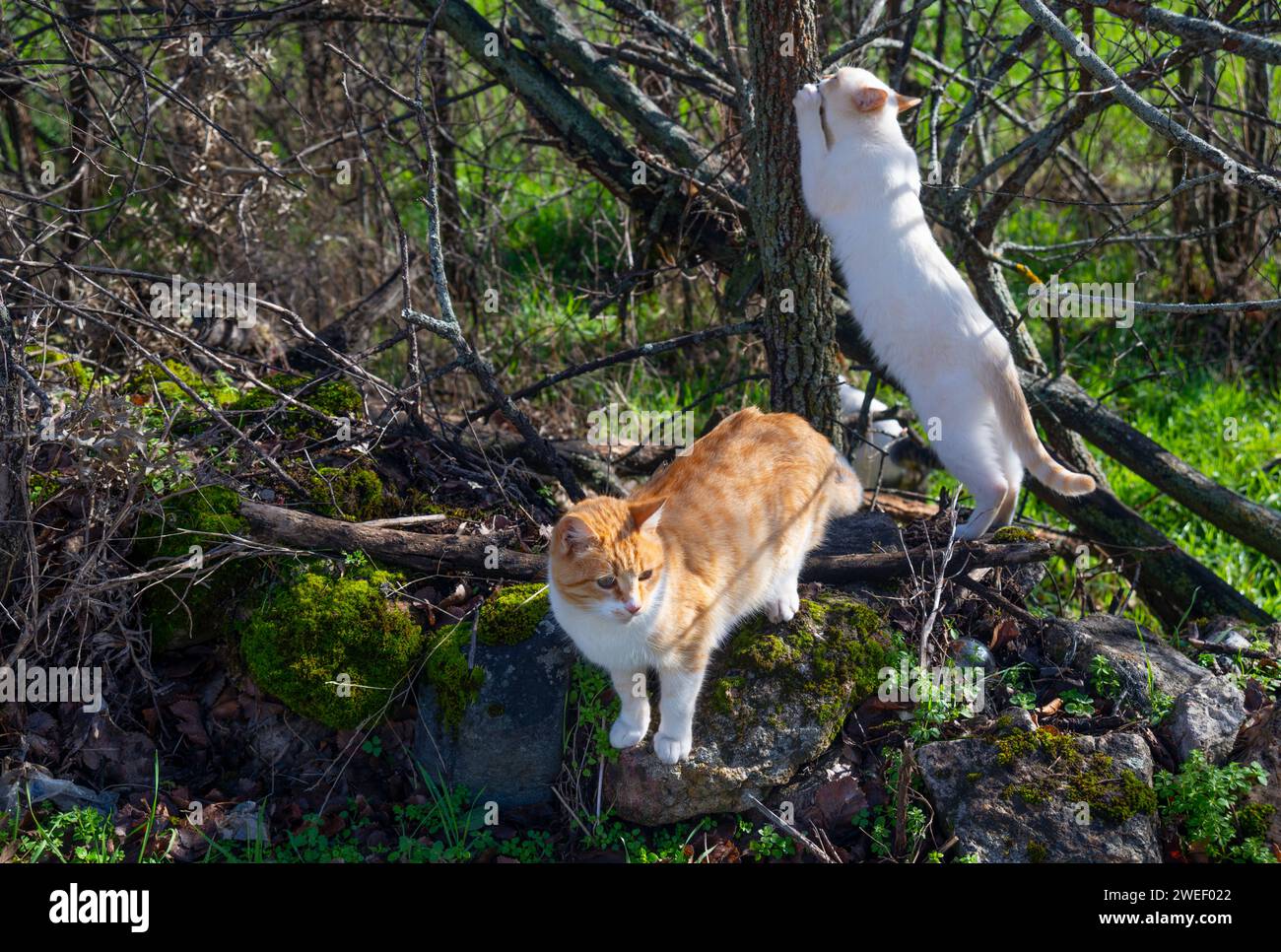 Gato animales felino mascota hi-res stock photography and images - Alamy