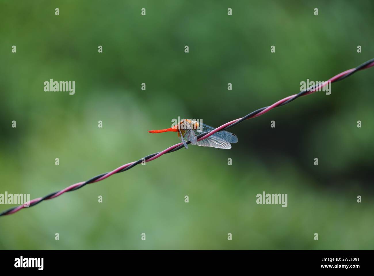 Red Dragonfly on an electrical wire. Balanced on a narrow line, looking ...
