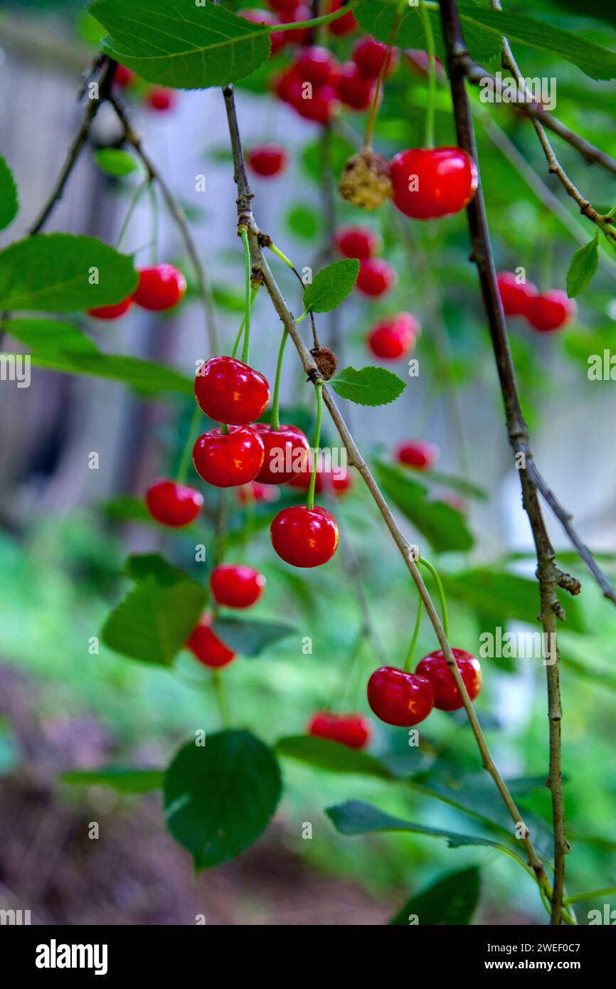 Cherry on branch. Red cherry berry on tree branch with green leaves in ...