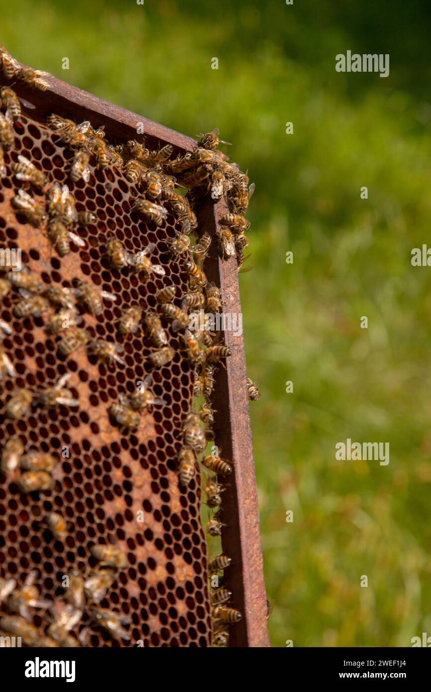 Frames of a beehive. Busy bees inside the hive with open and sealed ...
