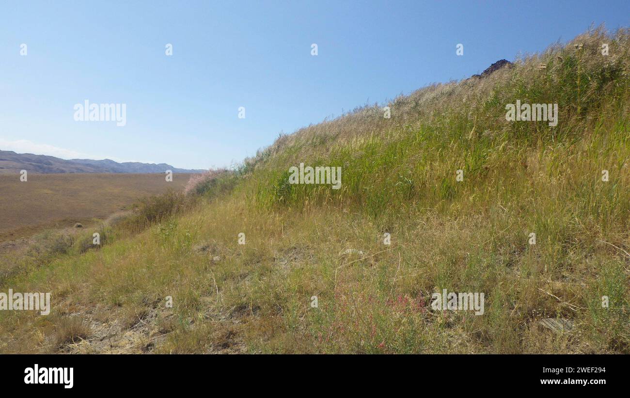 the grassland with different varieties as a great habitat on earth the ...