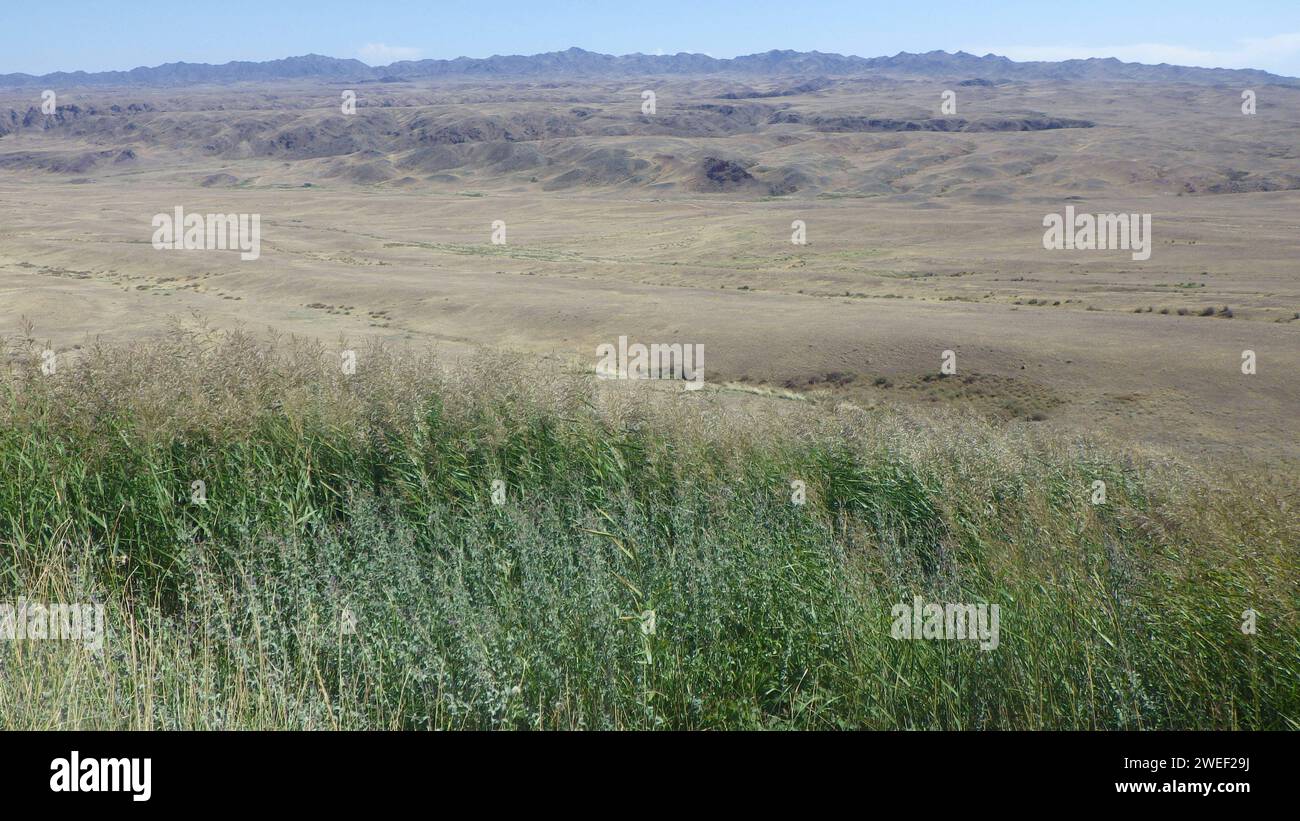 the grassland with different varieties as a great habitat on earth the ...