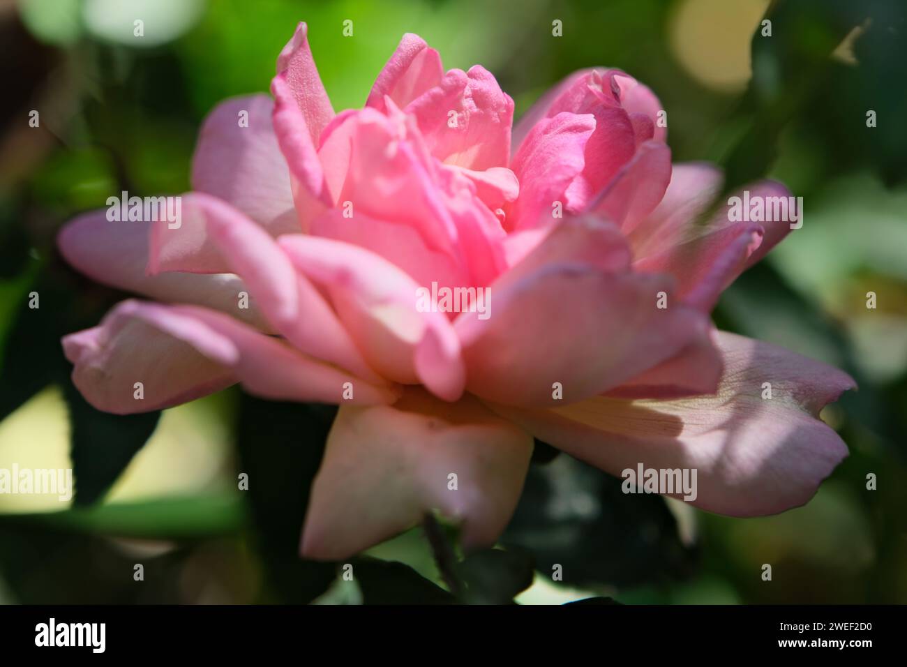Pink coloured flower, similar to a rose, daytime close-up photo ...