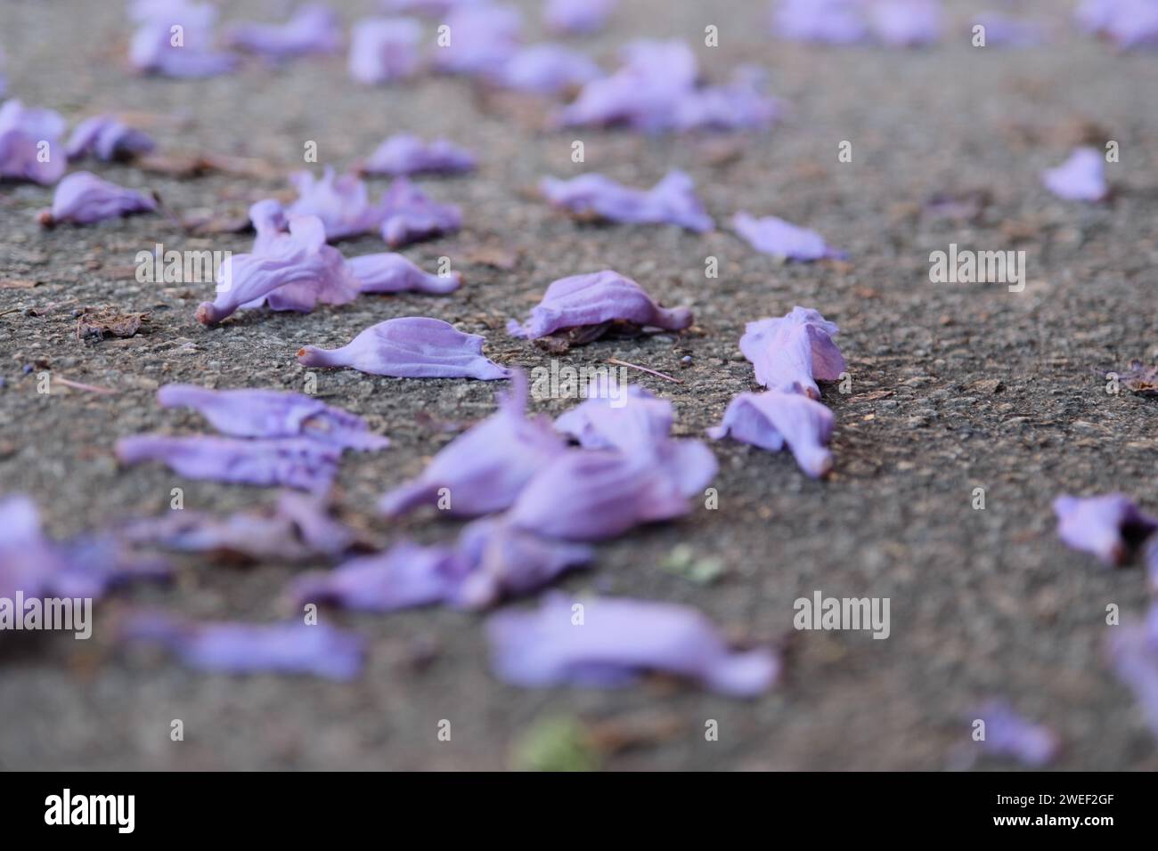 Flower petals fallen on street hi-res stock photography and images - Alamy