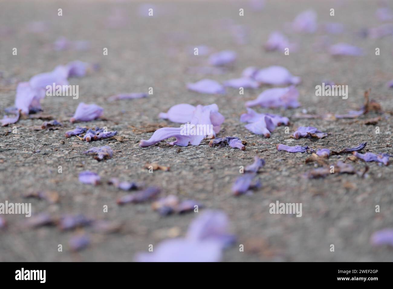 Jacaranda petals on the ground of city park hi-res stock photography ...