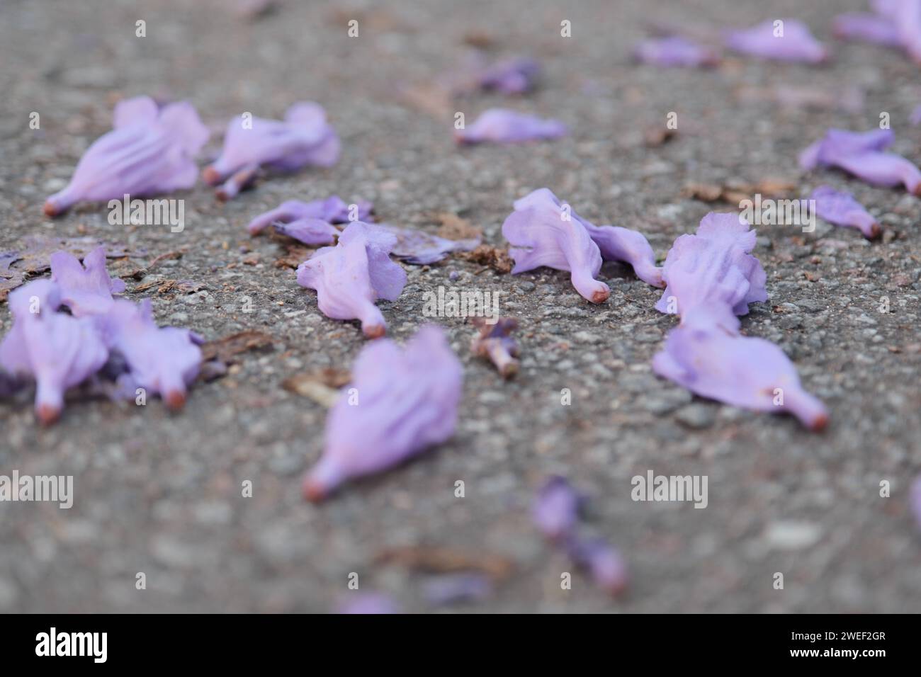 Flower petals fallen on street hi-res stock photography and images - Alamy