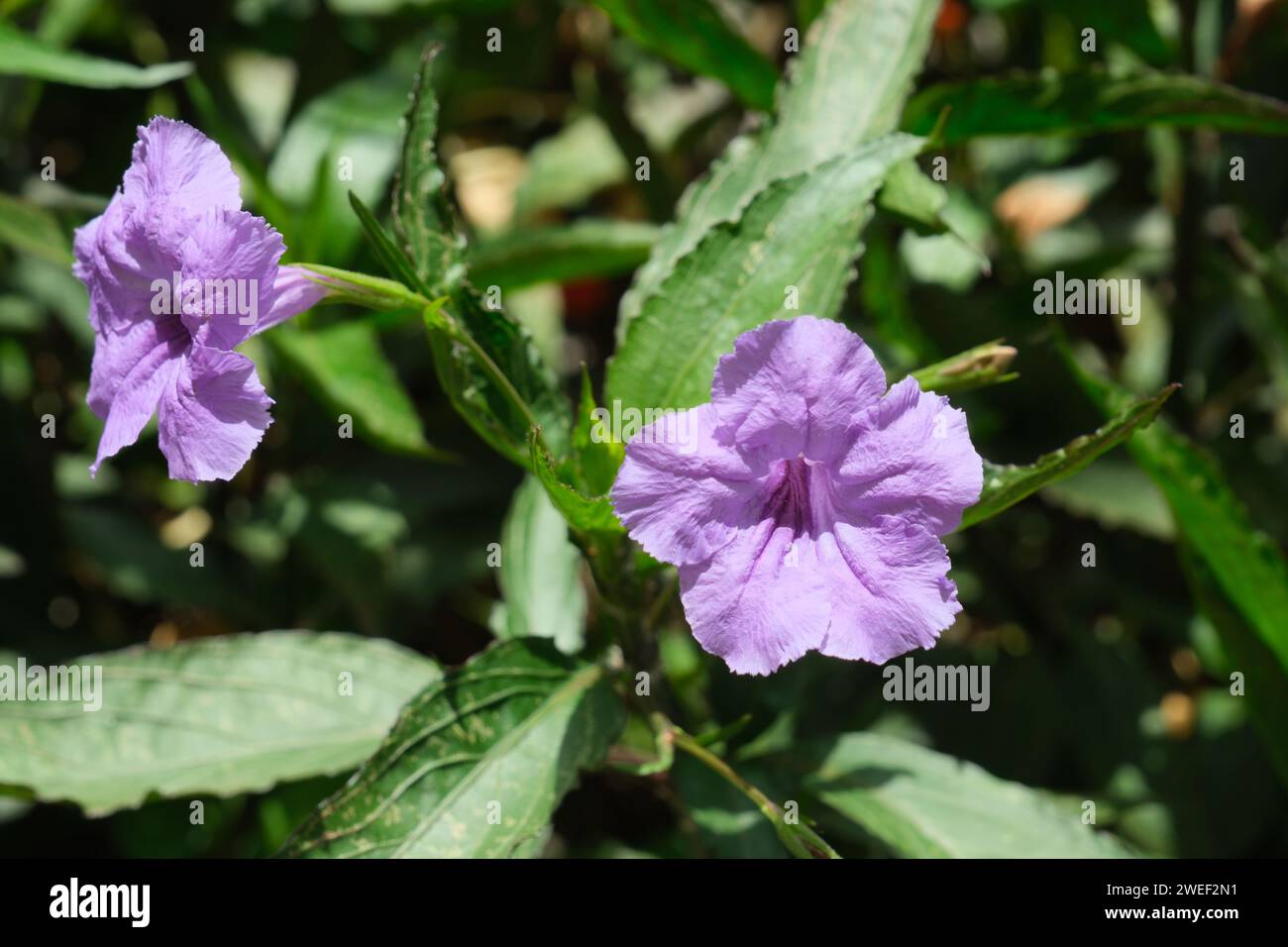 Beautiful purple flowers of ruellia tuberosa on the streets of Buenos ...