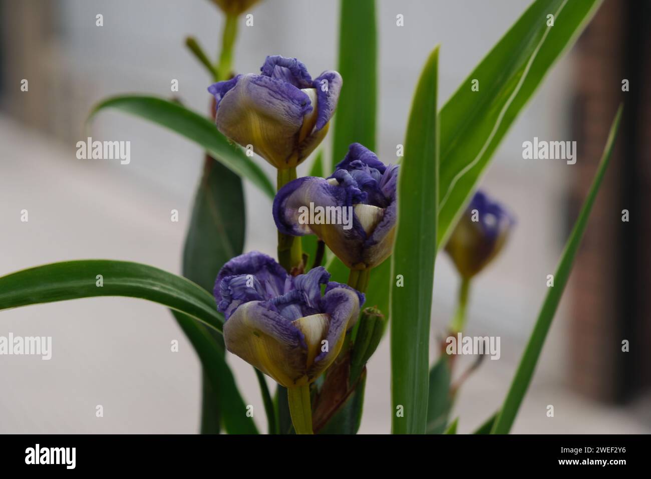 Violet iris flowers germanica hi-res stock photography and images - Alamy