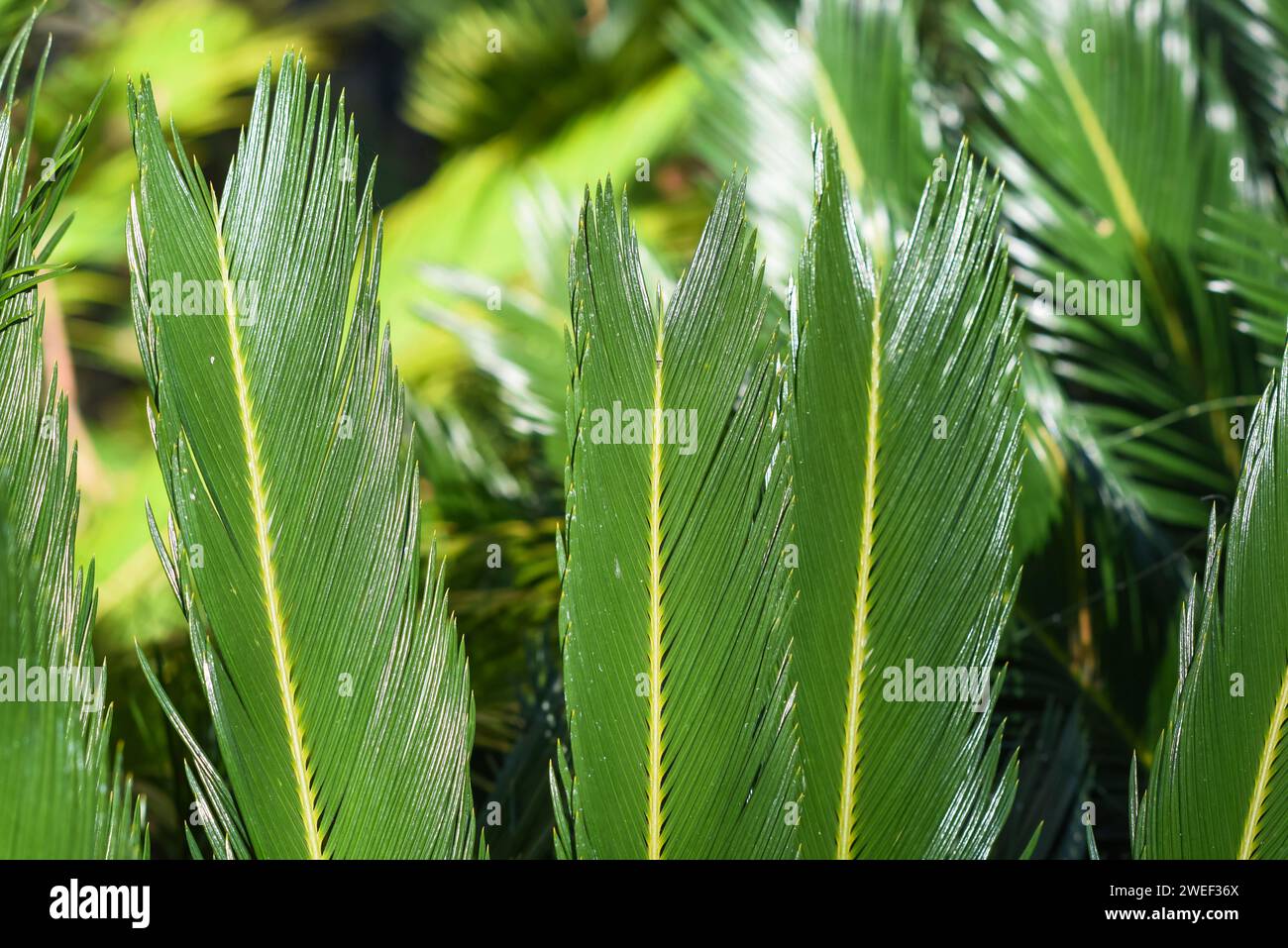 Cycas revoluta growing in the garden on a beautiful sunny day ...