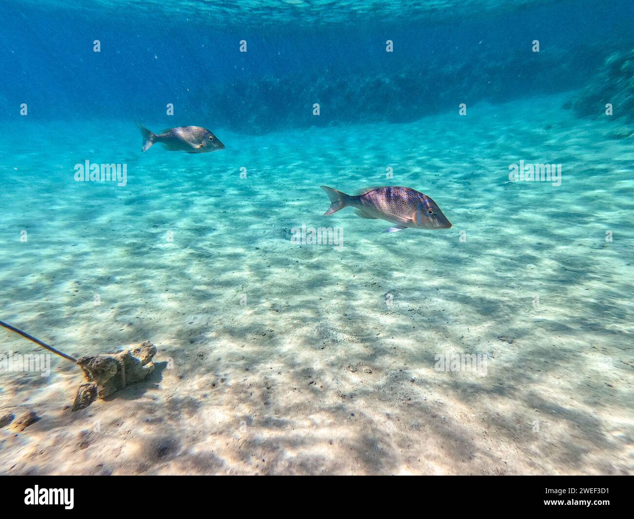 Tropical Spangled Emperor fish known as Lethrinus Nebulosus underwater ...