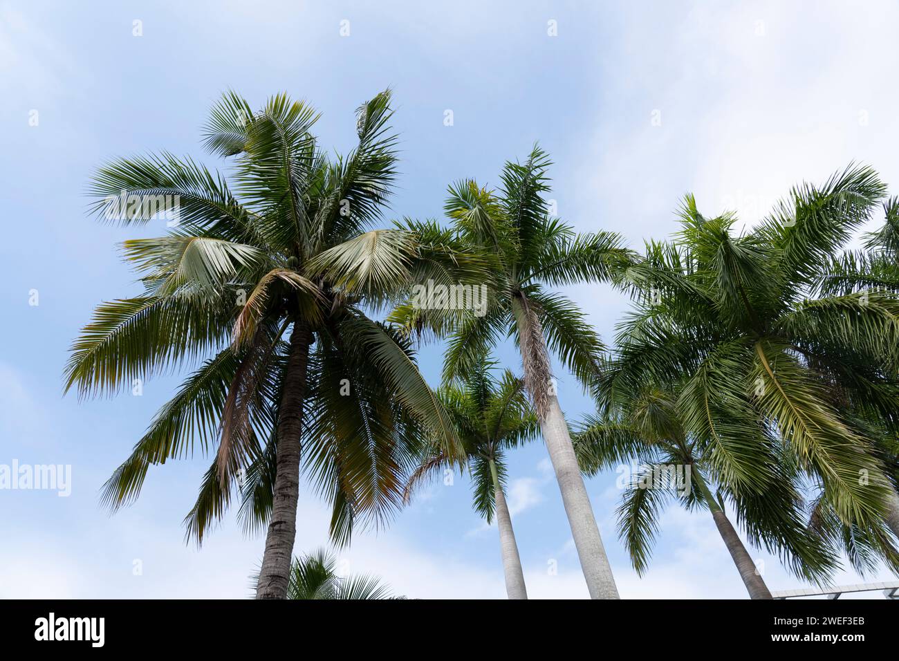 View Coconut tree with sky background Stock Photo - Alamy