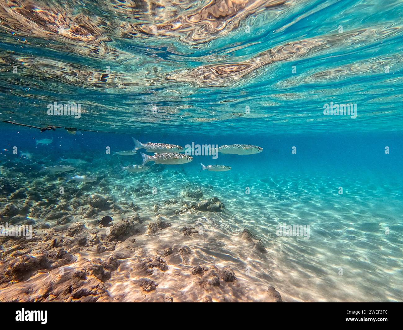 Shoal Gray Mullet fish known as Mugil Cephalus underwater at the coral ...