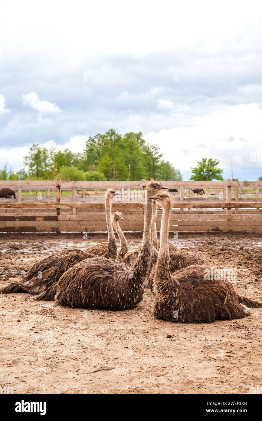Common Ostrich - Struthio camelus is a species of flightless bird ...