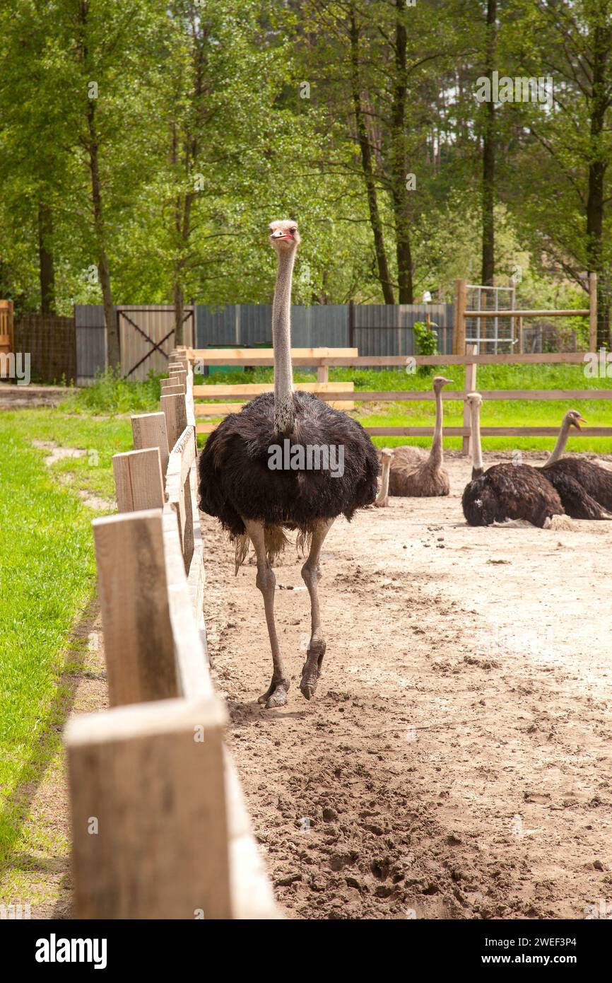 Common Ostrich - Struthio camelus is a species of flightless bird ...
