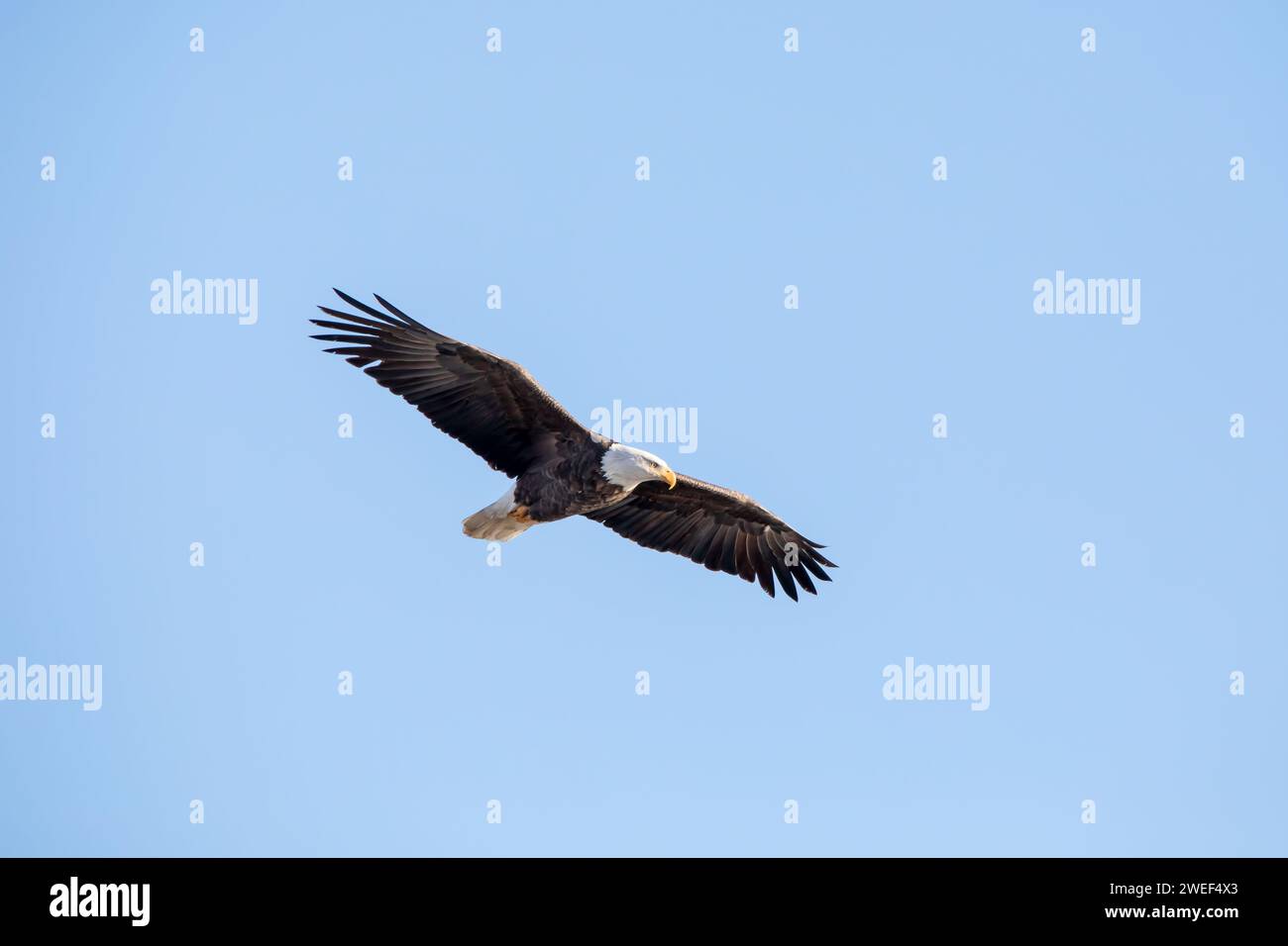 Bald eagle soaring through air hi-res stock photography and images - Alamy