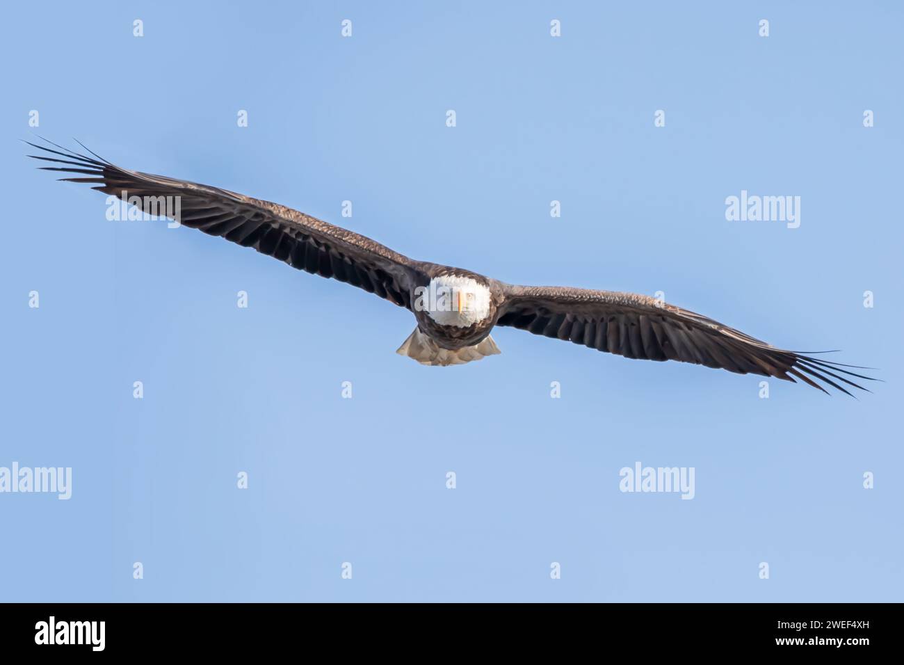 Bald eagle looking straight camera hi-res stock photography and images ...