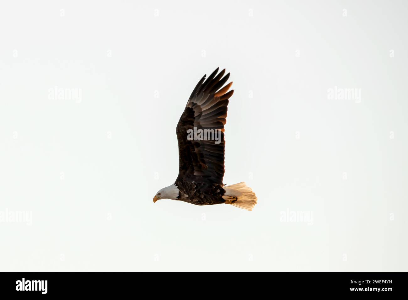 SIde view of an adult bald eagle flying in the blue sky with wings ...
