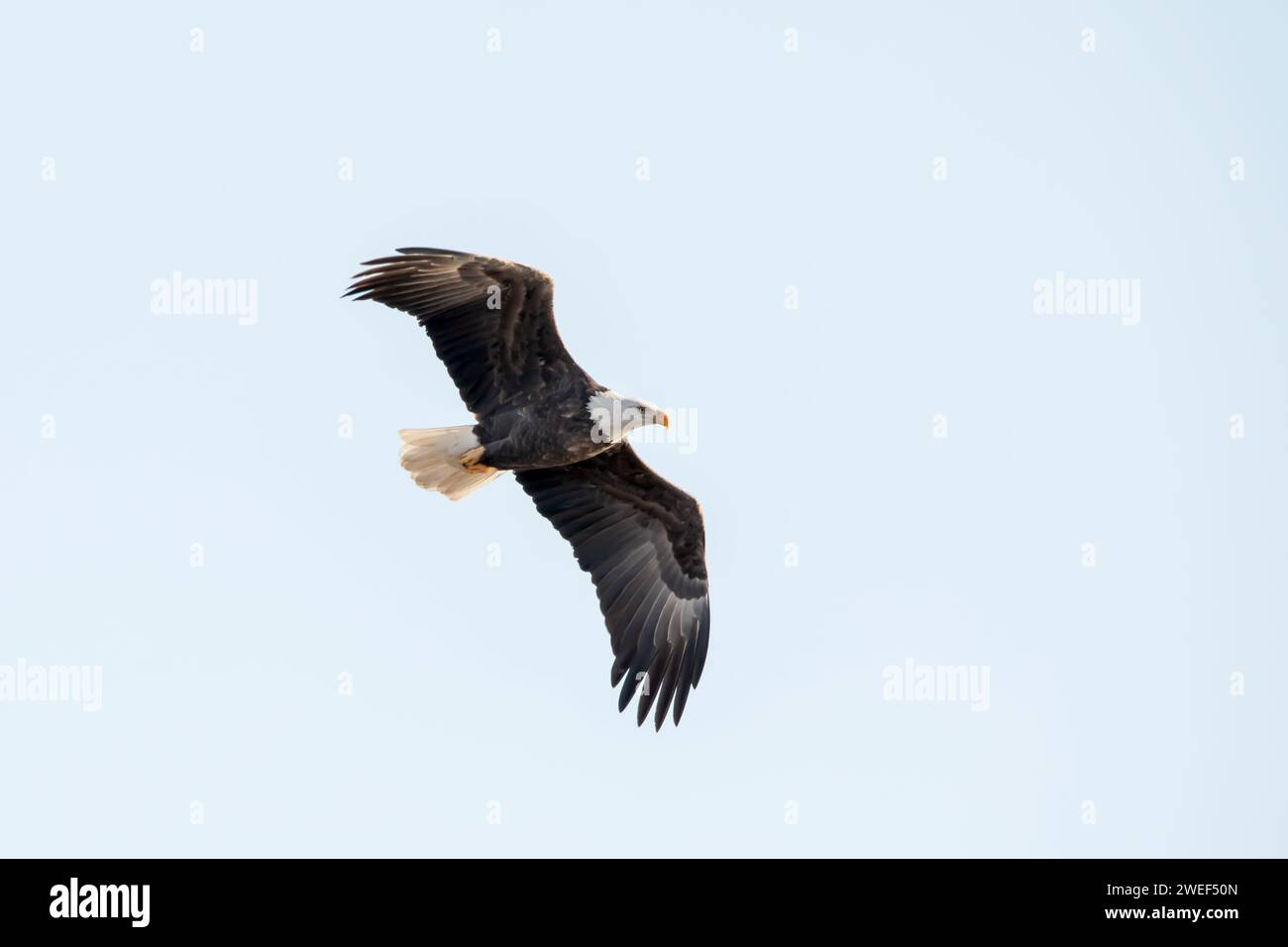 Bald eagle flapping wings hi-res stock photography and images - Alamy