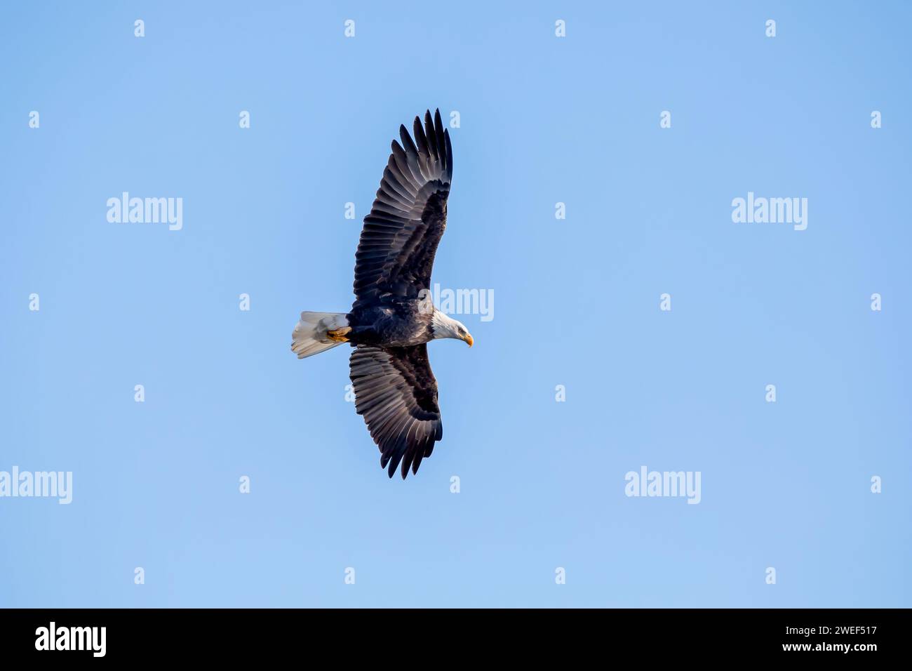Bald eagle with full wingspan flies overhead isolated against a bright ...
