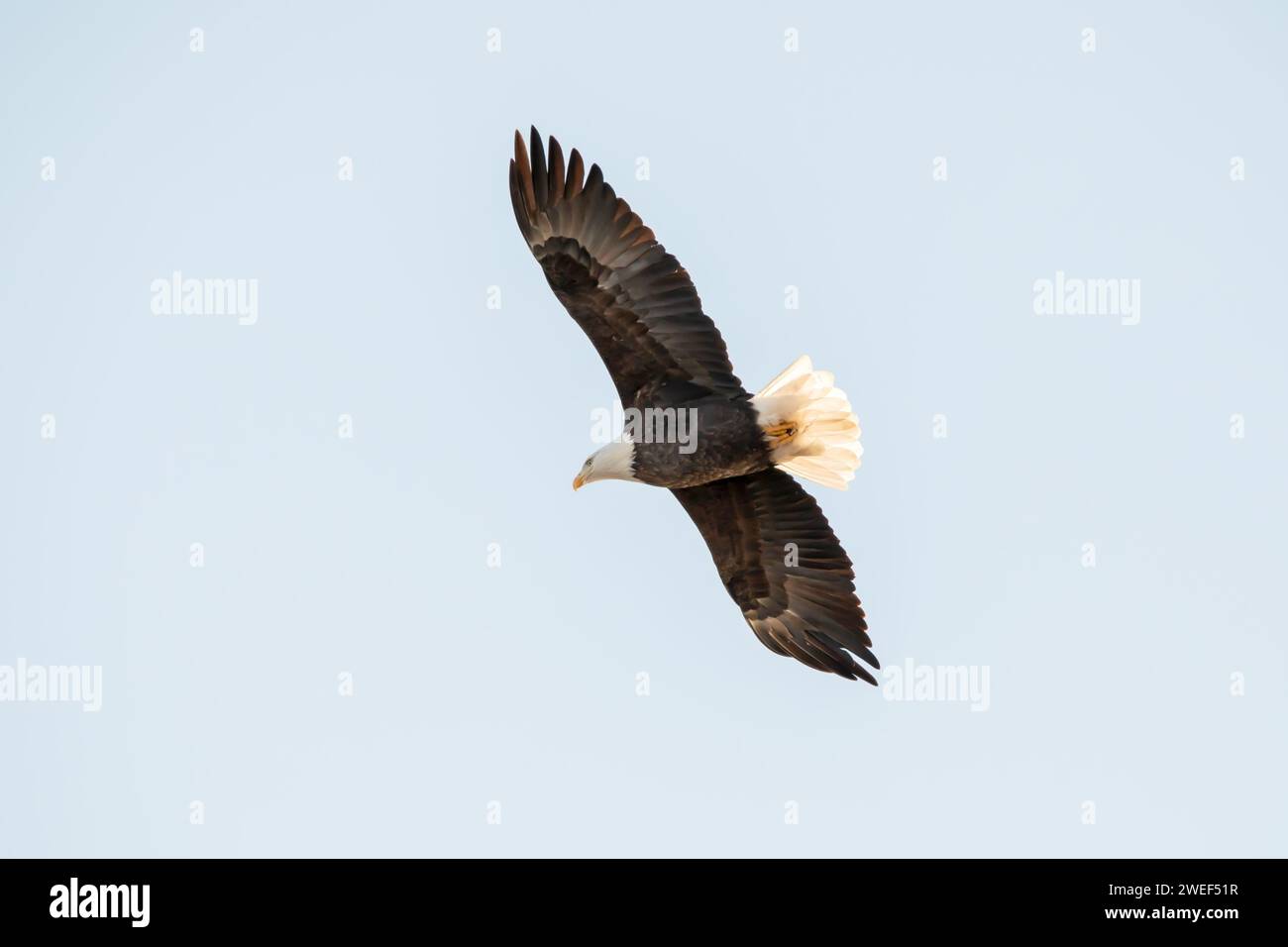 Bald eagle flying from below hi-res stock photography and images - Alamy