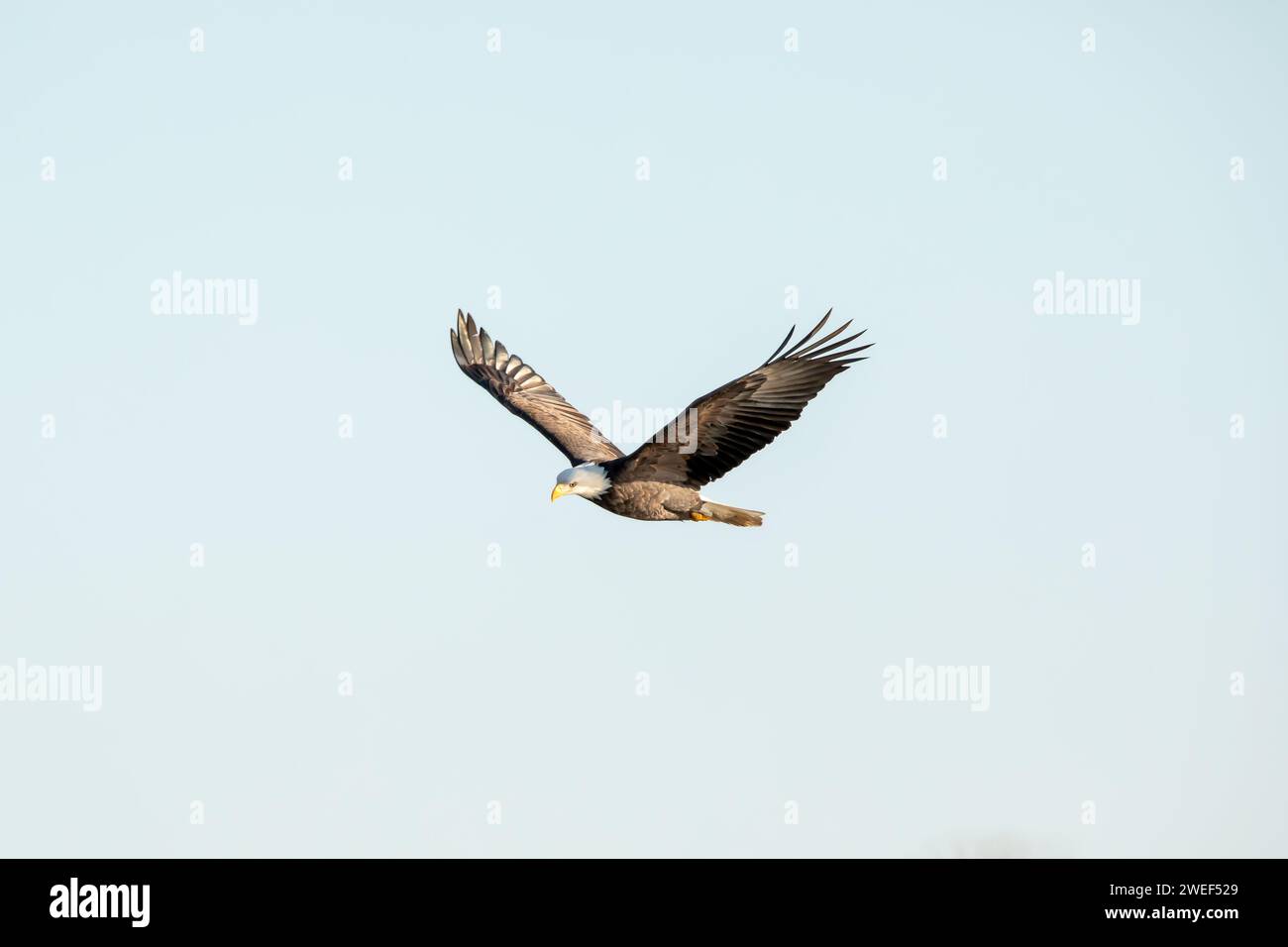 An adult bald eagle flies across the blue sky with wings in a v shape ...