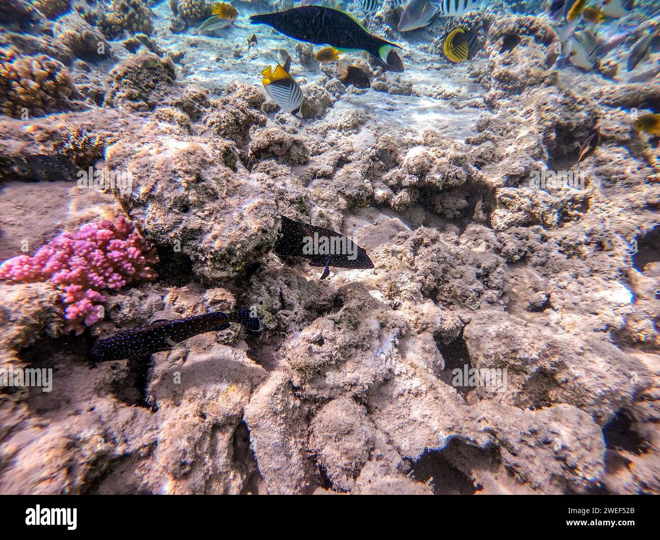 Tropical Peacock Grouper known as Cephalopholis argus underwater at the ...