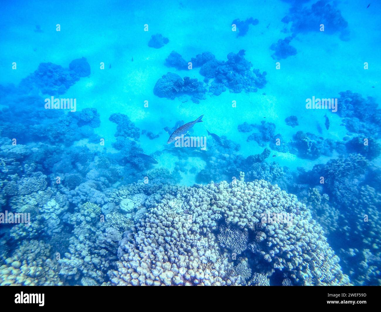 Big Bluefin Trevally or Bluefin Jack fish known as Caranx melampygus ...