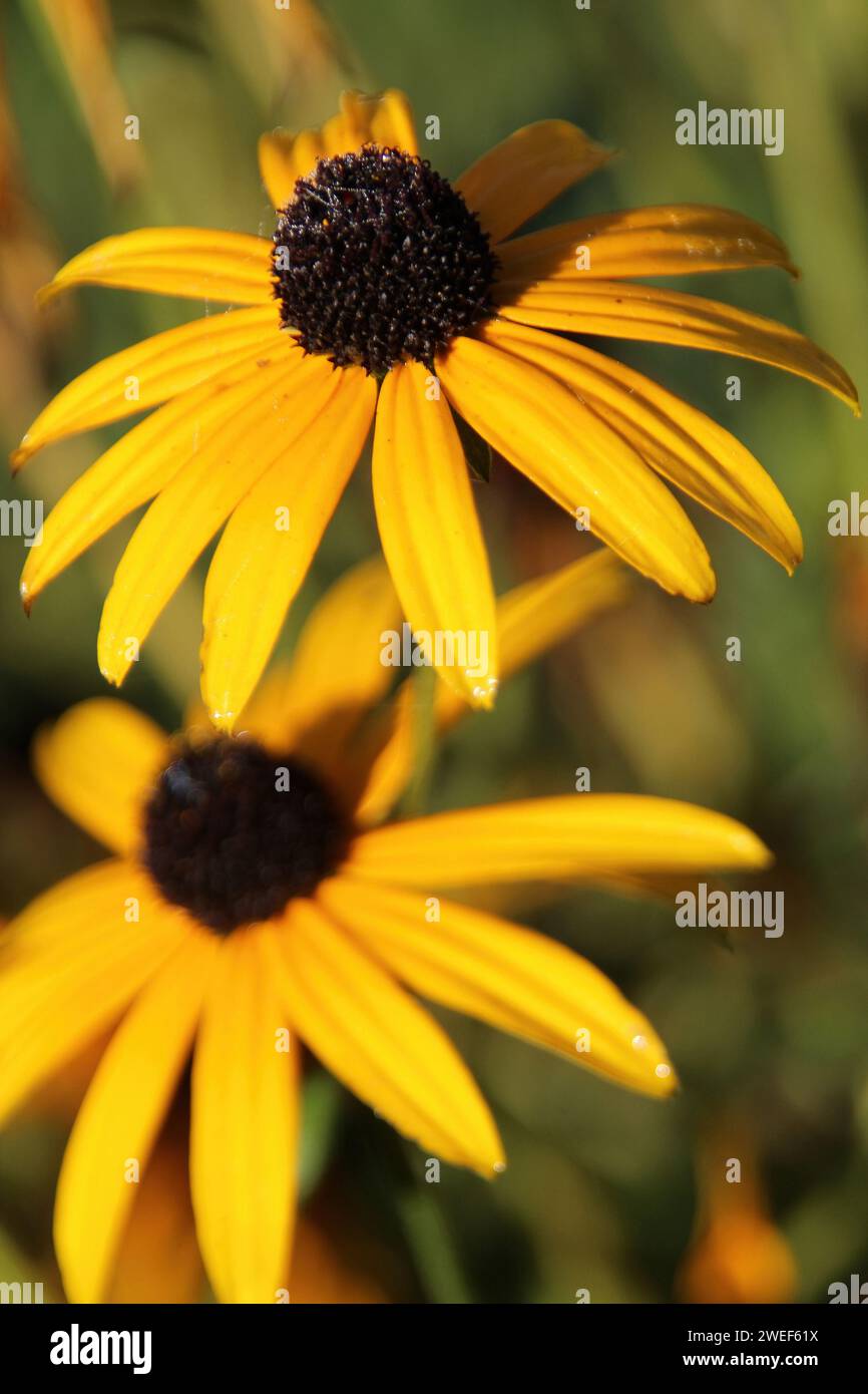 Black eyed Susan Stock Photo - Alamy