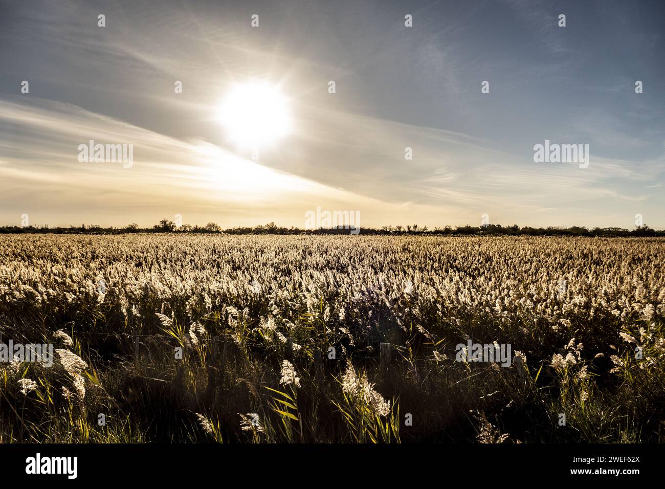 The sunlight shining through a cloudy sky illuminating a vast field ...