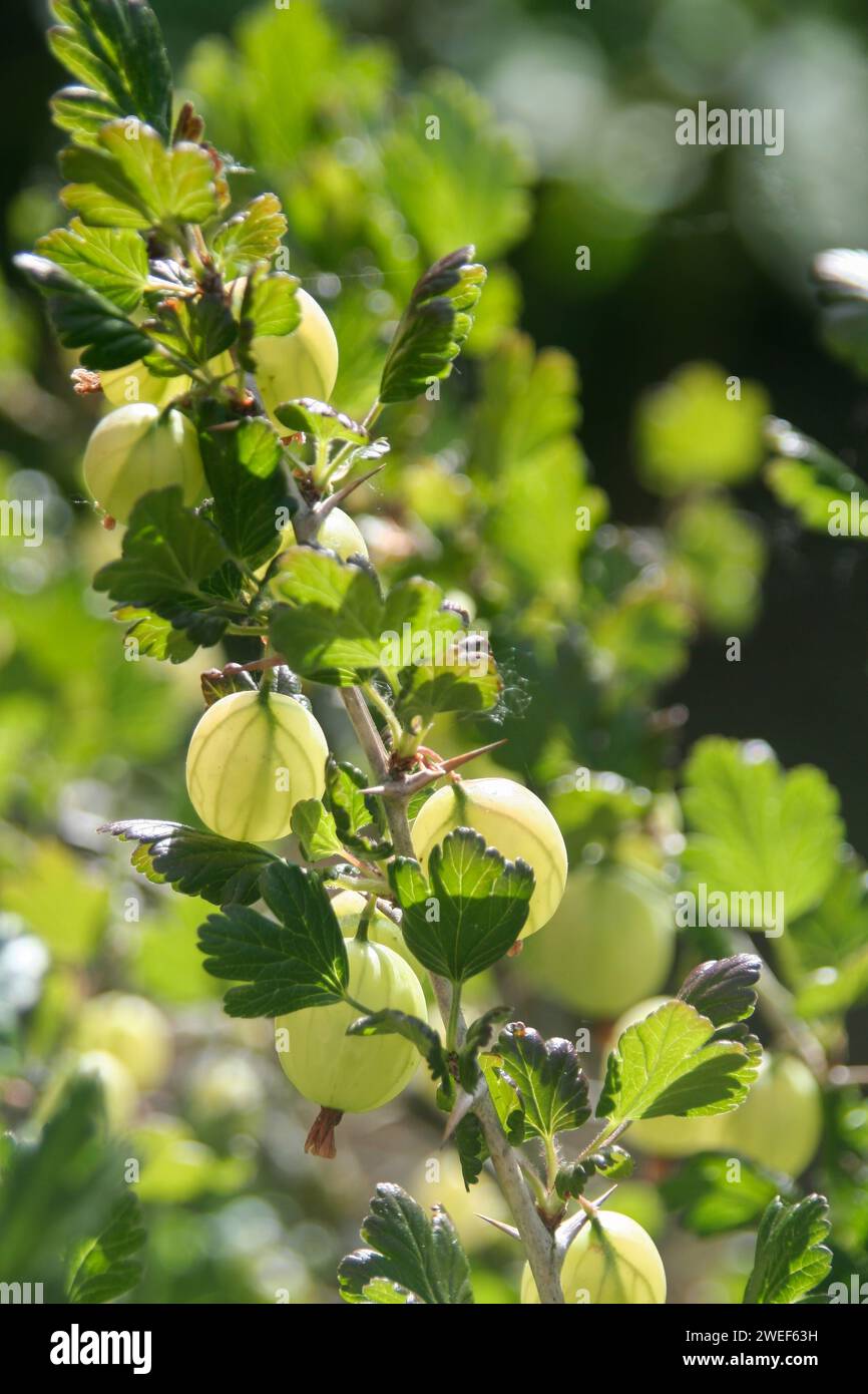 Stachelbeere gooseberry hi-res stock photography and images - Alamy