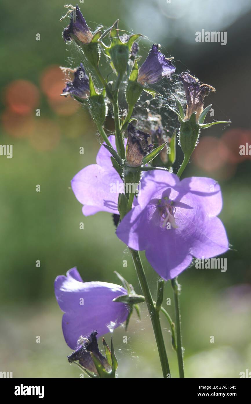 The peach leaved bellflower hi-res stock photography and images - Alamy