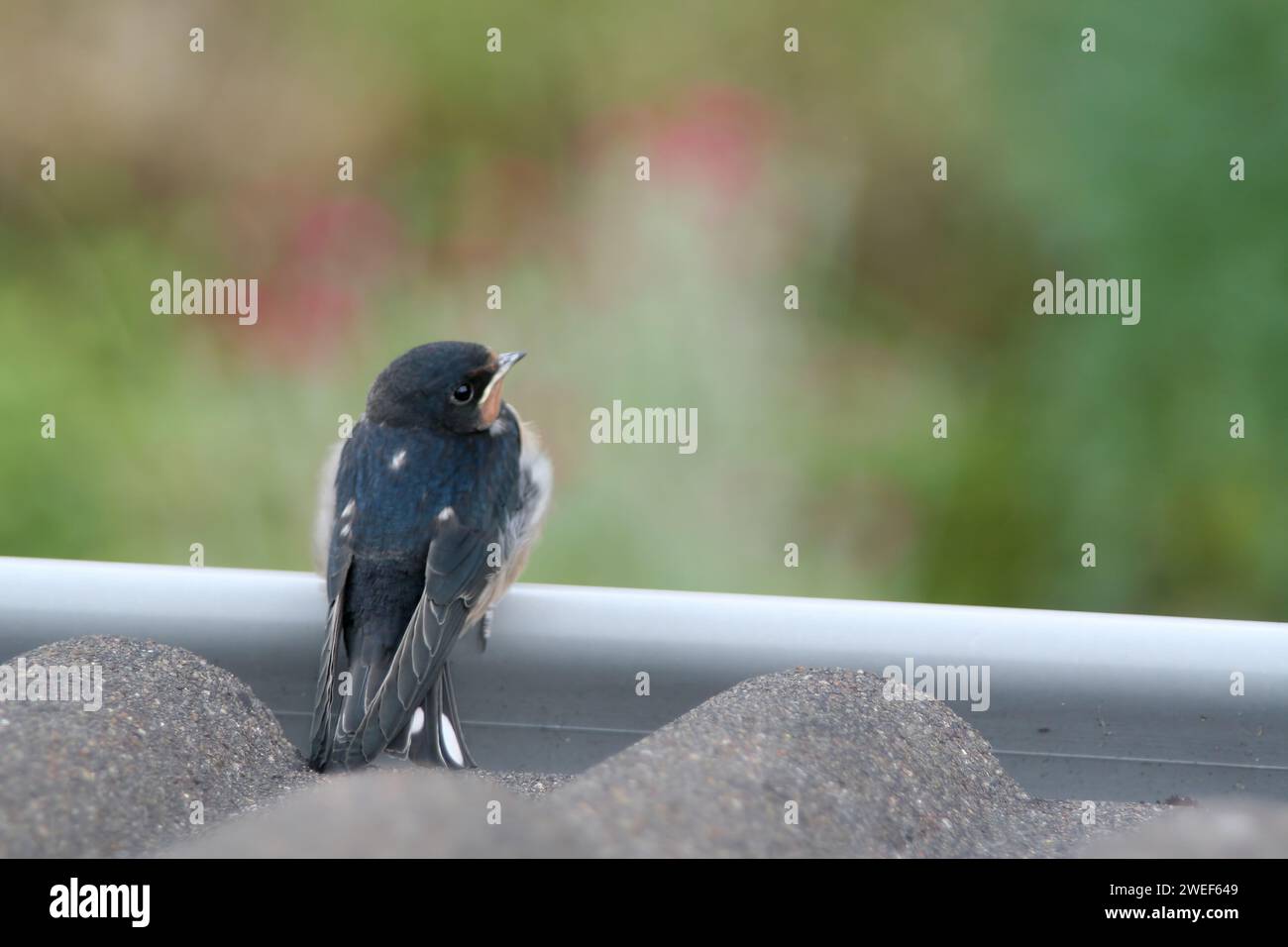 Northern house martin hi-res stock photography and images - Alamy